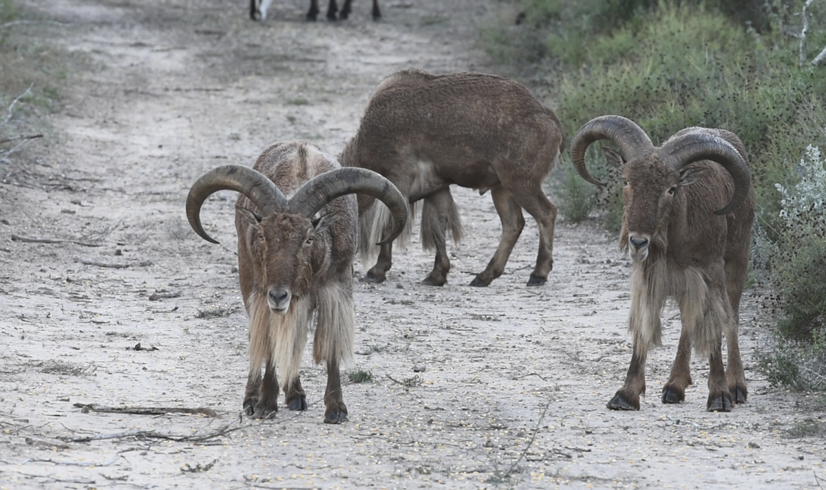 Exotic Hunts in South Texas | Santa Cruz Ranch