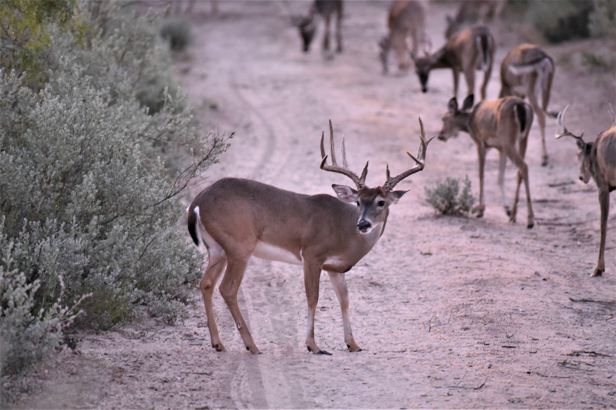 Santa Cruz Ranch Around the ranch Photo Gallery