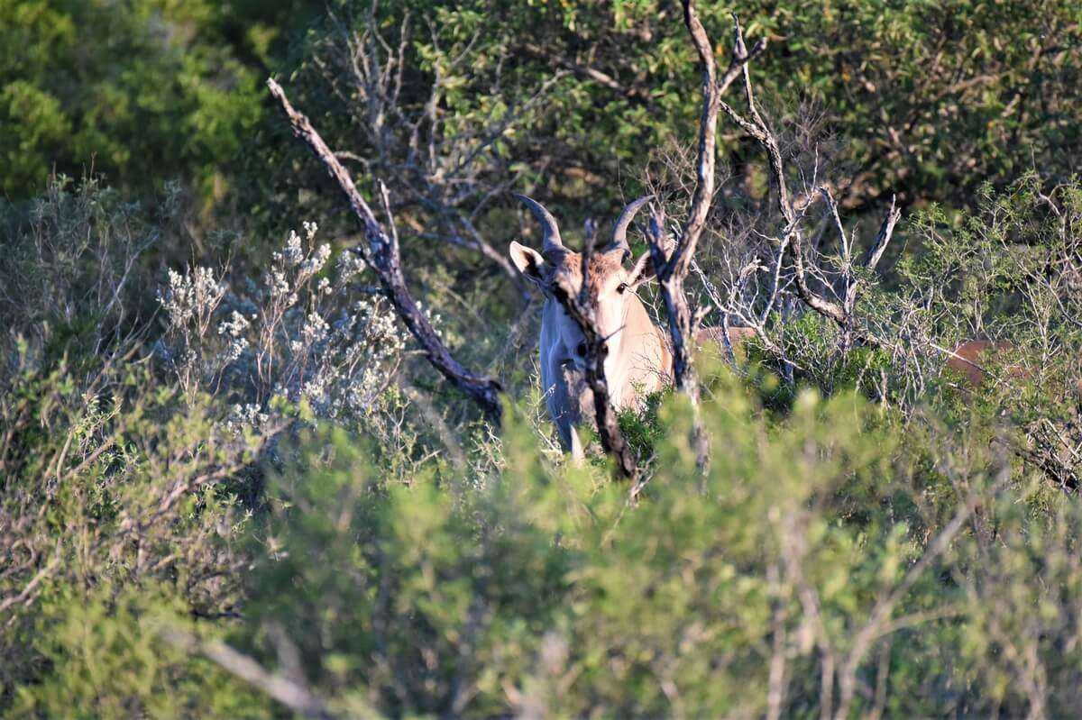 Exotic Hunts in South Texas | Santa Cruz Ranch